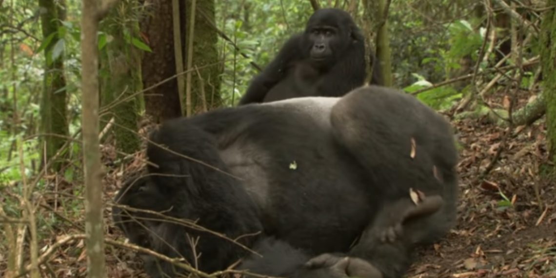 Just like humans: Watch how a female Gorilla chases and gets it for mating